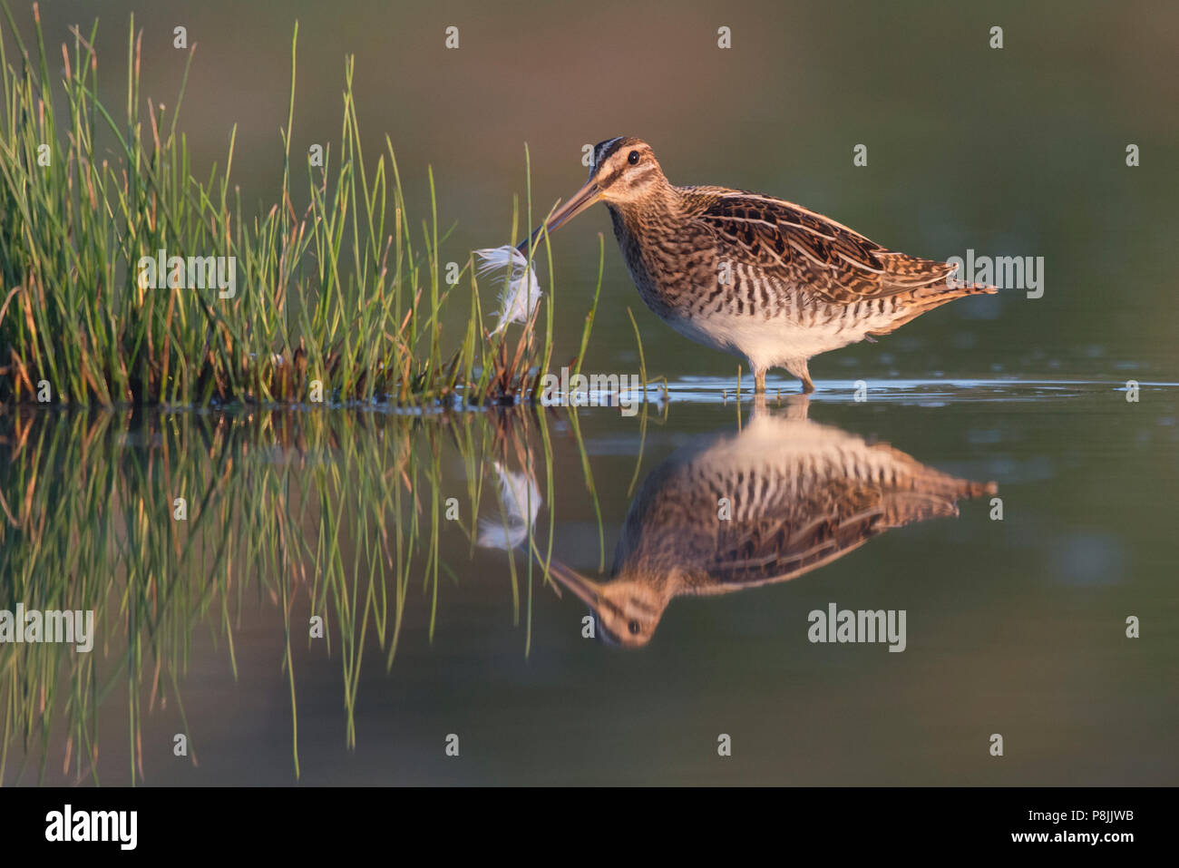 Common snipe with reflection in the perfectly calm water Stock Photo ...