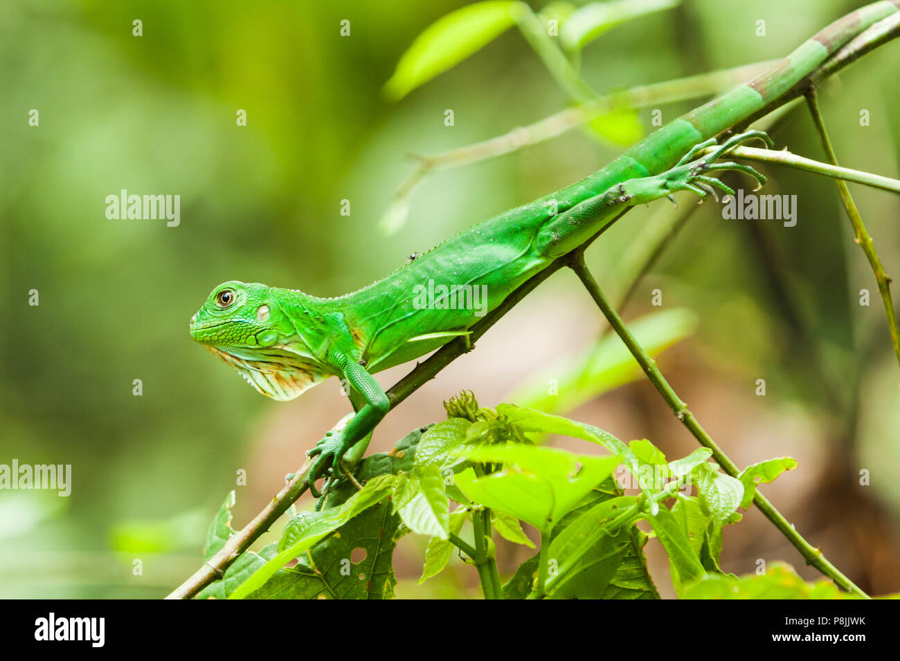 Juvenile Green Iguana (Iguana iguana) sitting in the bushes Stock Photo ... Juvenile Green Iguana (Iguana iguana) sitting in the bushes Stock Photo ...