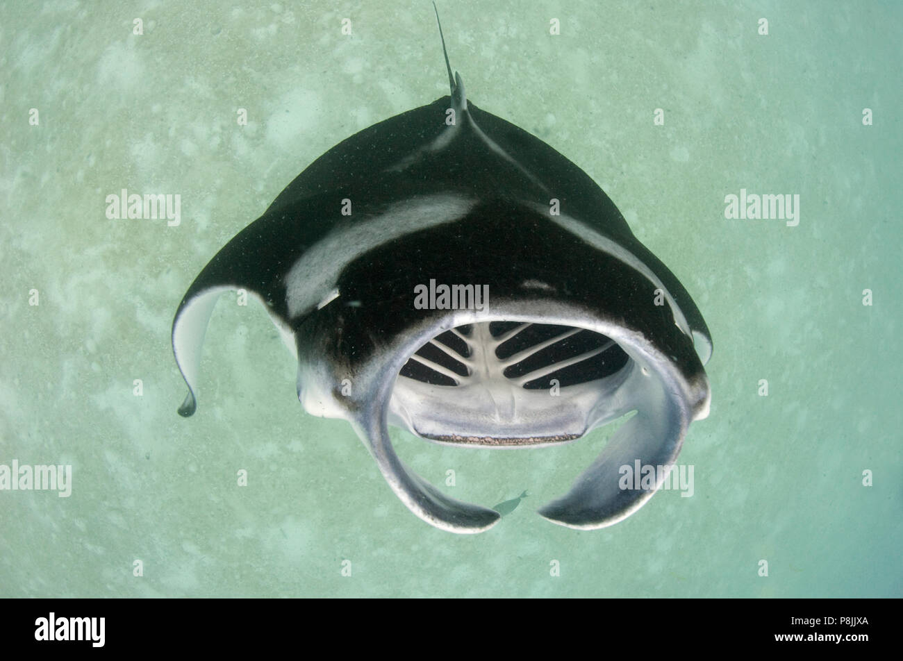 Manta ray at Hanifaru Bay, Baa Atoll, Maldives Stock Photo - Alamy