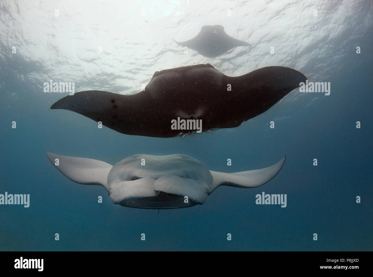 Manta rays at Hanifaru Bay, Baa Atoll, Maldives Stock Photo - Alamy