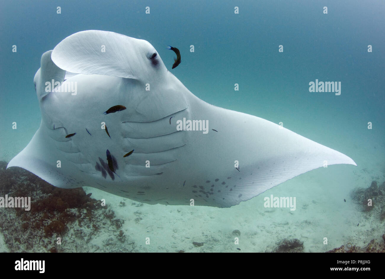 Manta ray at Hanifaru Bay, Baa Atoll, Maldives Stock Photo - Alamy