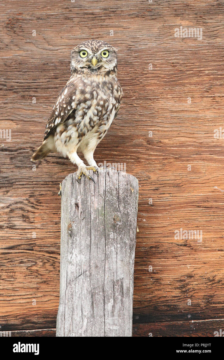 Little Owl on pole looking at photographer Stock Photo - Alamy