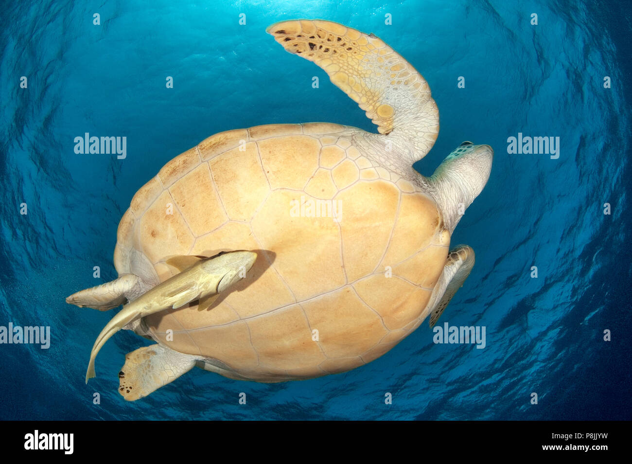 Turtle with remora hi-res stock photography and images - Alamy