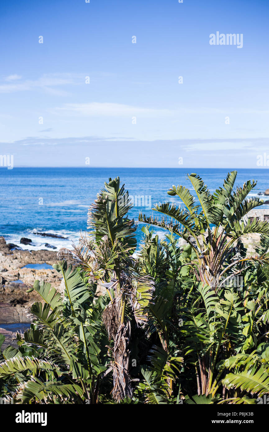 Banana Plant Trees on the Edge of the Ocean with Blue Horizon Stock ...