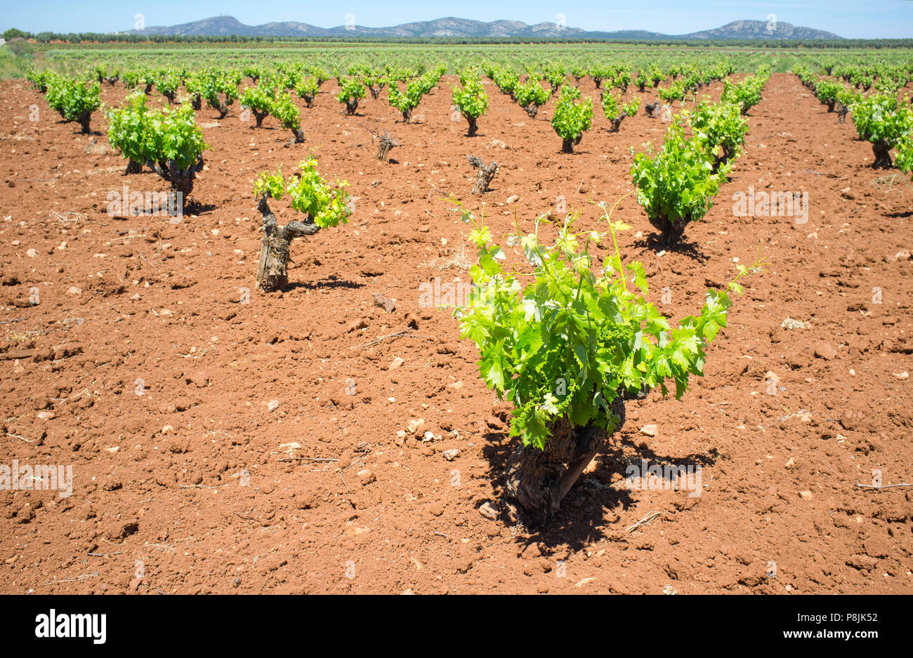 Wine soil hi-res stock photography and images - Alamy