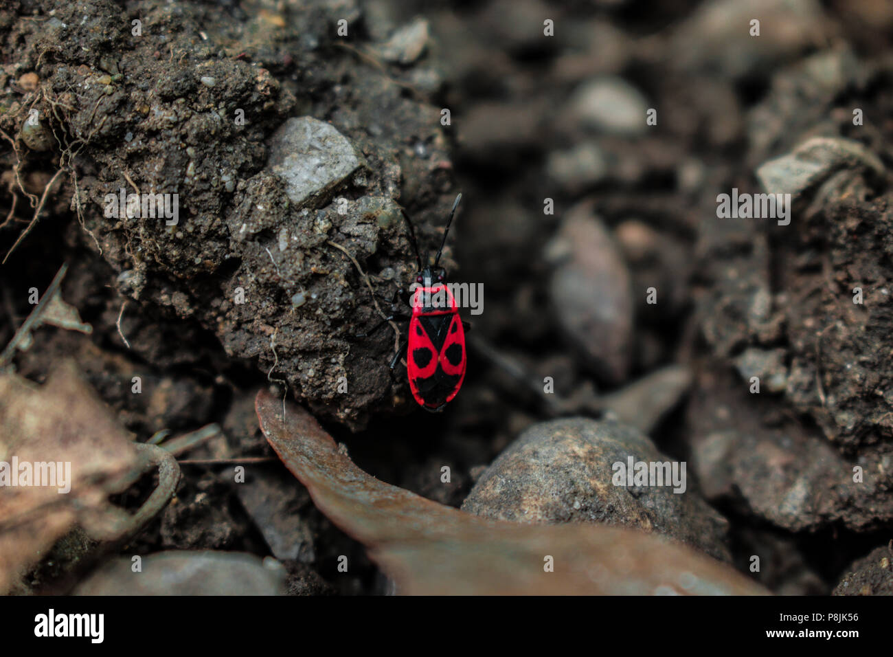 Beautiful red bug hi-res stock photography and images - Alamy