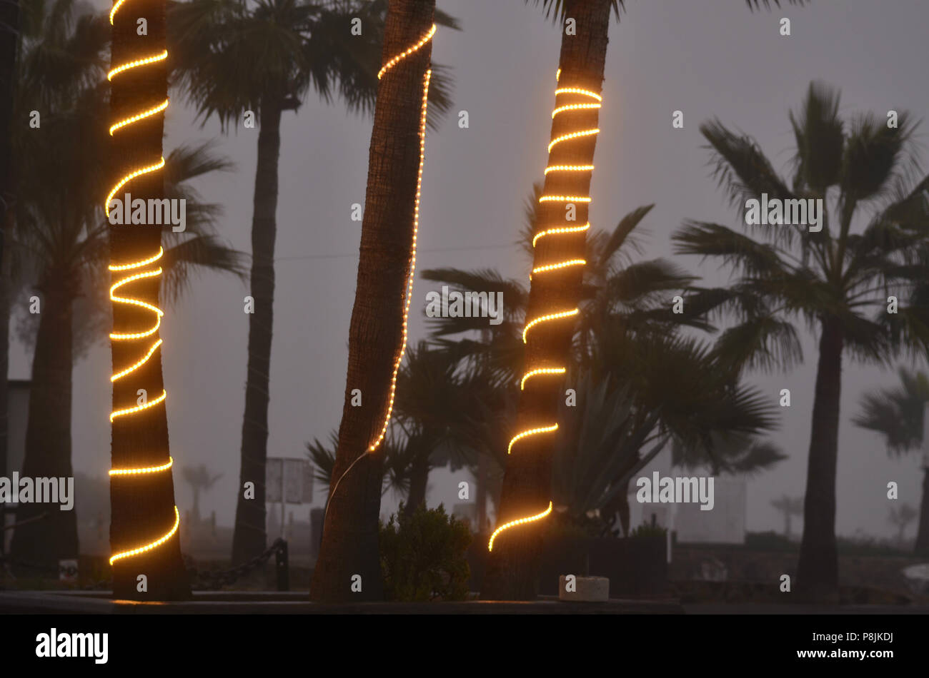 Decorative strings of illuminated lights wrapped around palm tree ...