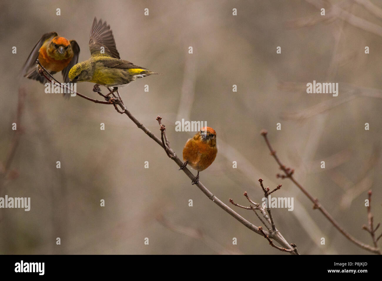 One female and two male Red Crossbills fooling around at Algonquin ...