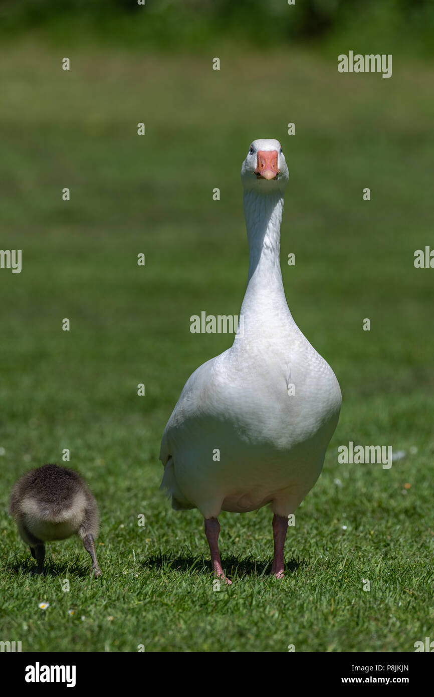 West of England Goose Stock Photo - Alamy