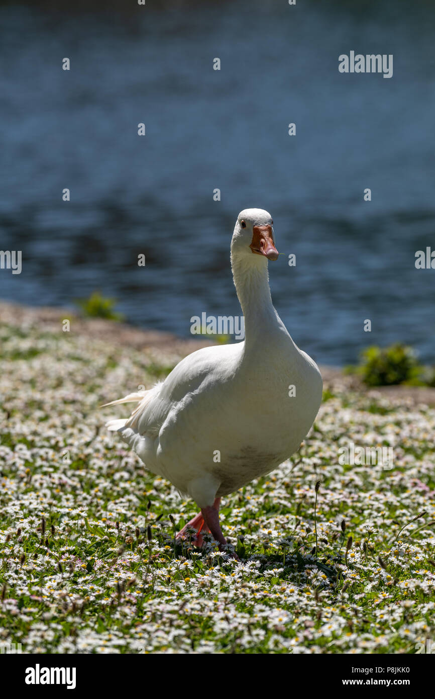 West of England Goose Stock Photo - Alamy