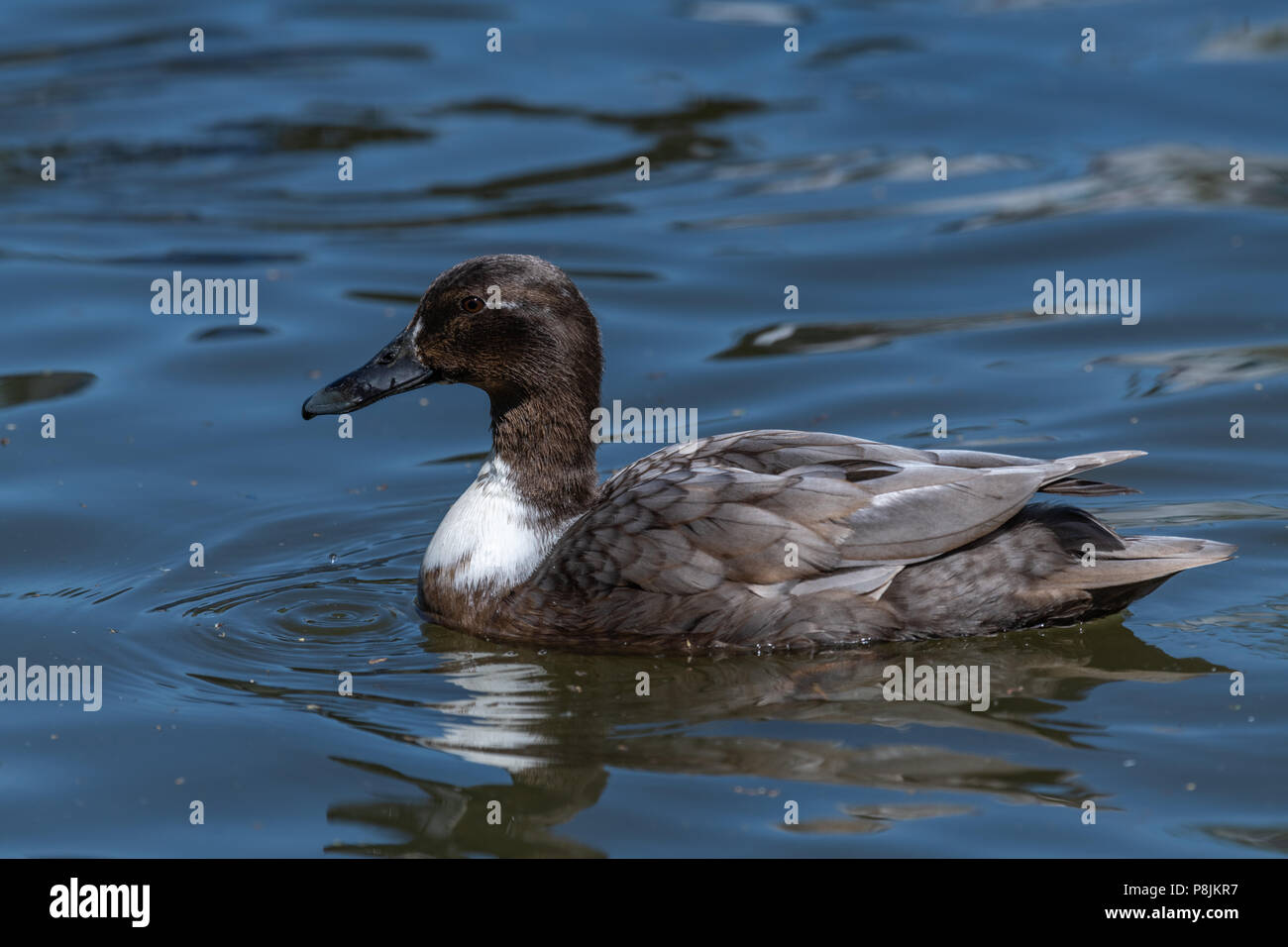 Female Manky Mallard duck Stock Photo - Alamy