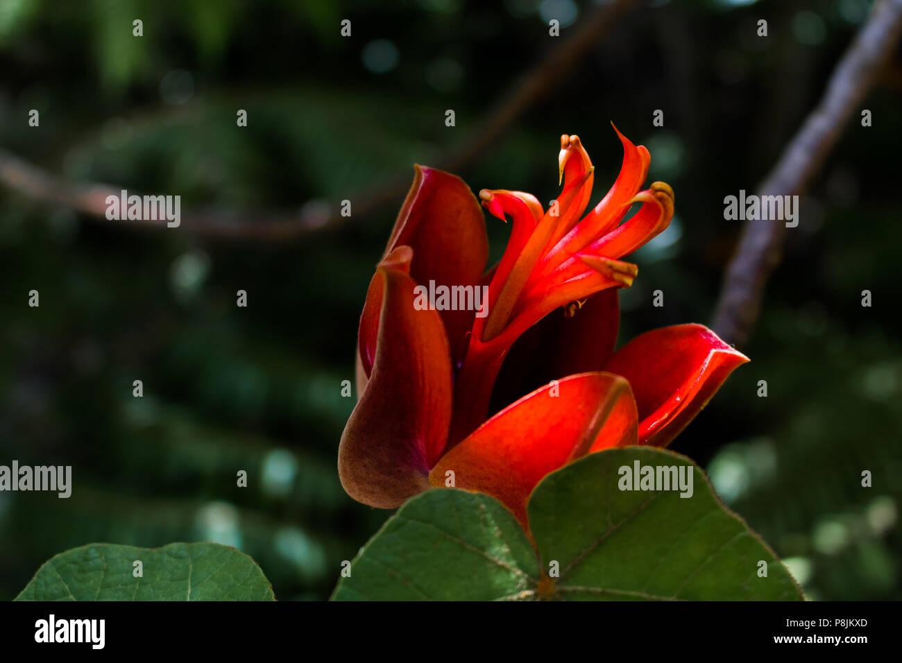 Devil's hand plant hi-res stock photography and images - Alamy