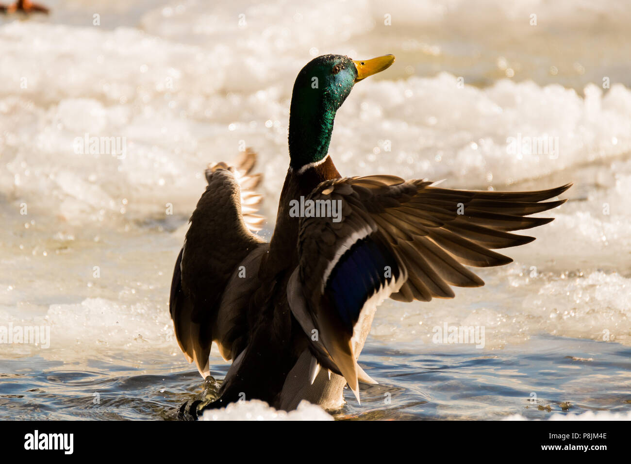 A male Mallard duck stretching his wings Stock Photo - Alamy