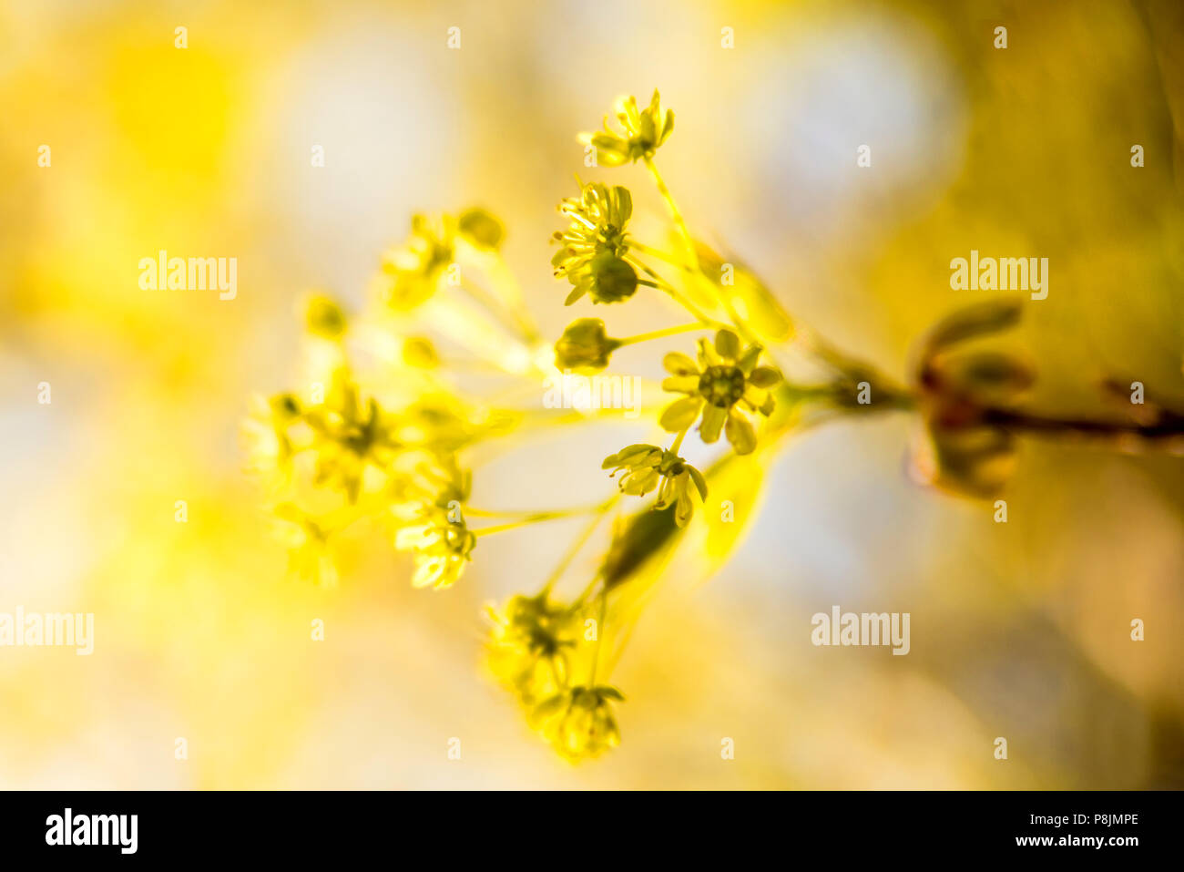 maple blossom in spring Stock Photo - Alamy