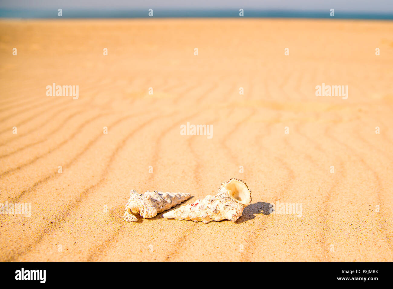 snails on a sandy beach Stock Photo - Alamy