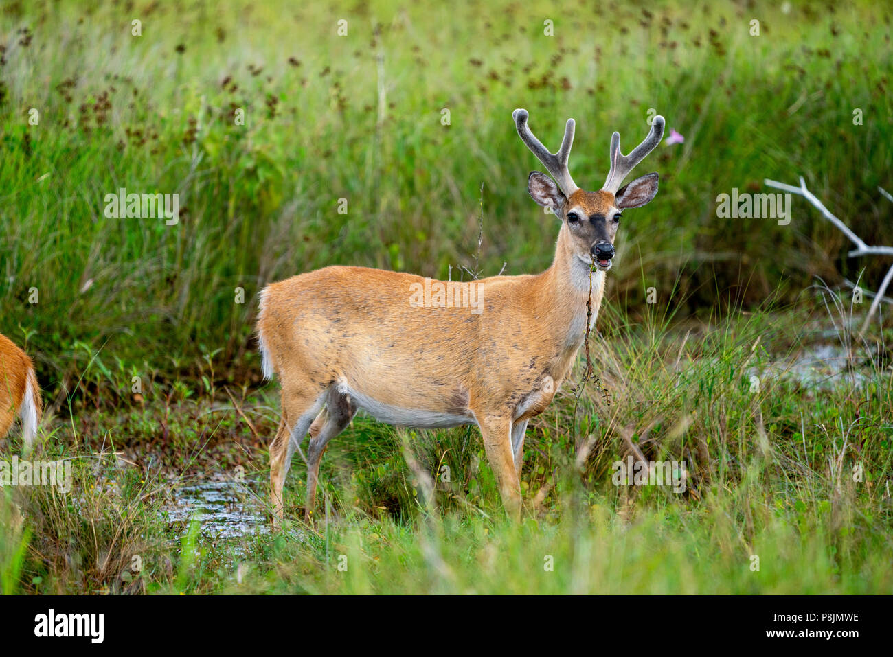 a deer looks on from Cape Hatteras Lighthouse National State Park, in ...