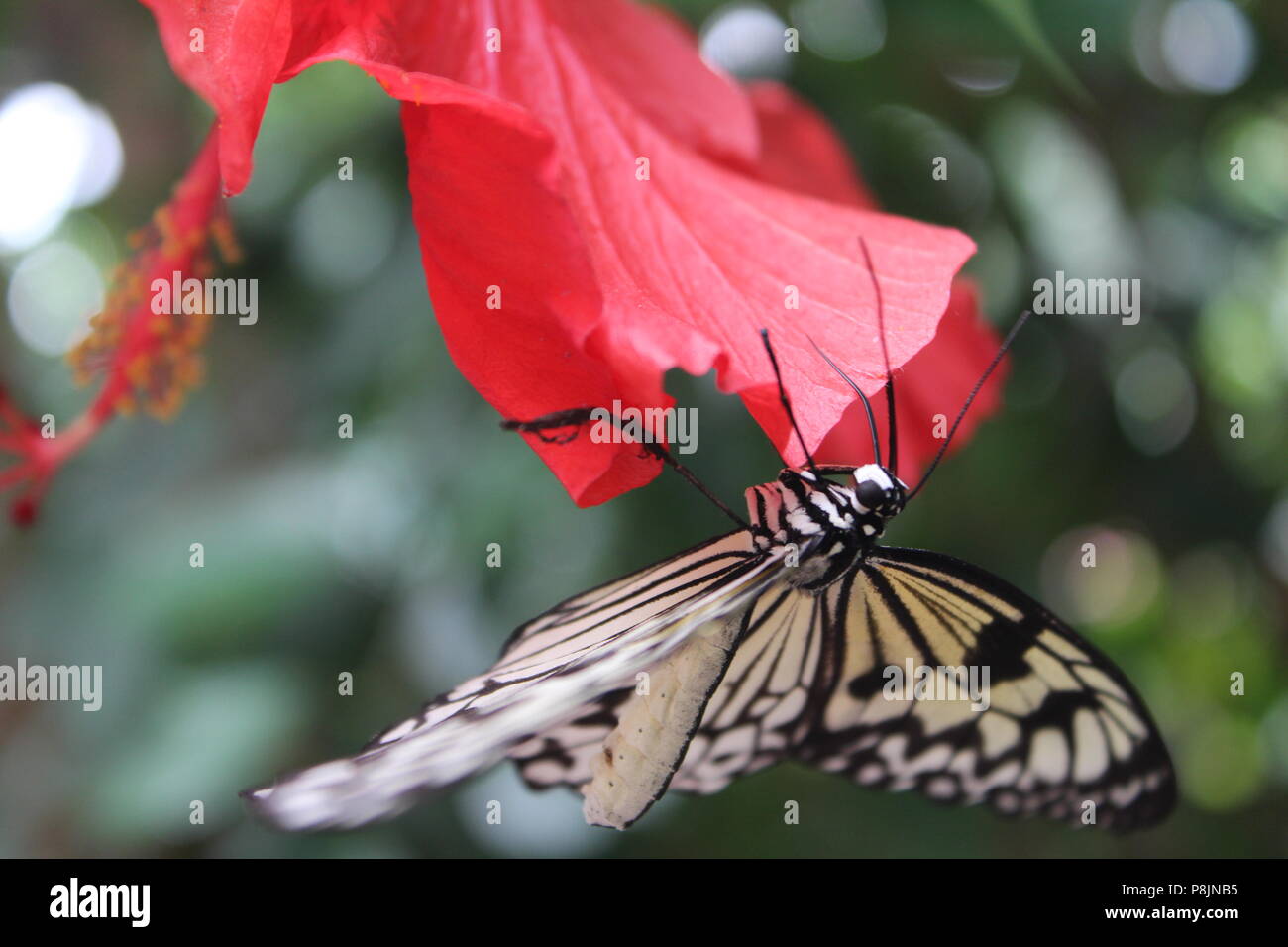 Butterfly gathering nectar from a flower Stock Photo - Alamy