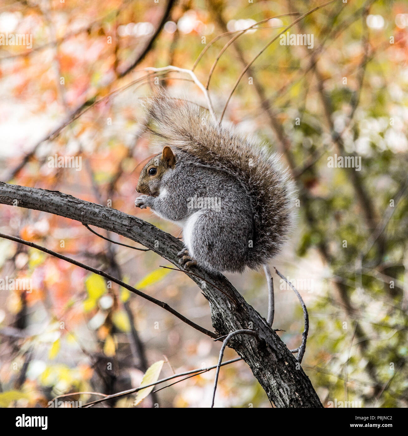 Creature photography hi-res stock photography and images - Alamy