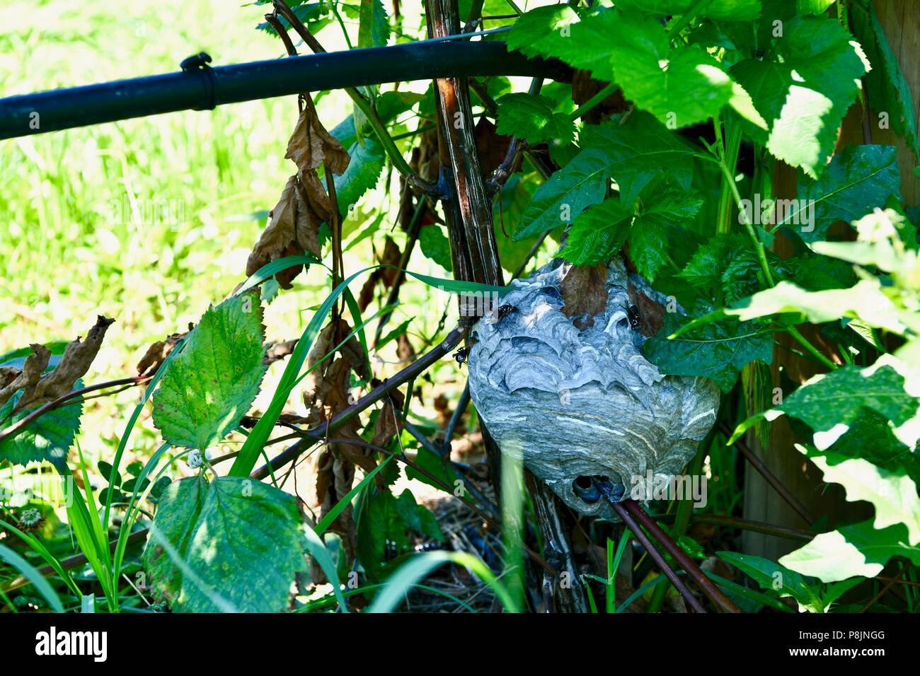 Yellowjacket nest hi-res stock photography and images - Alamy