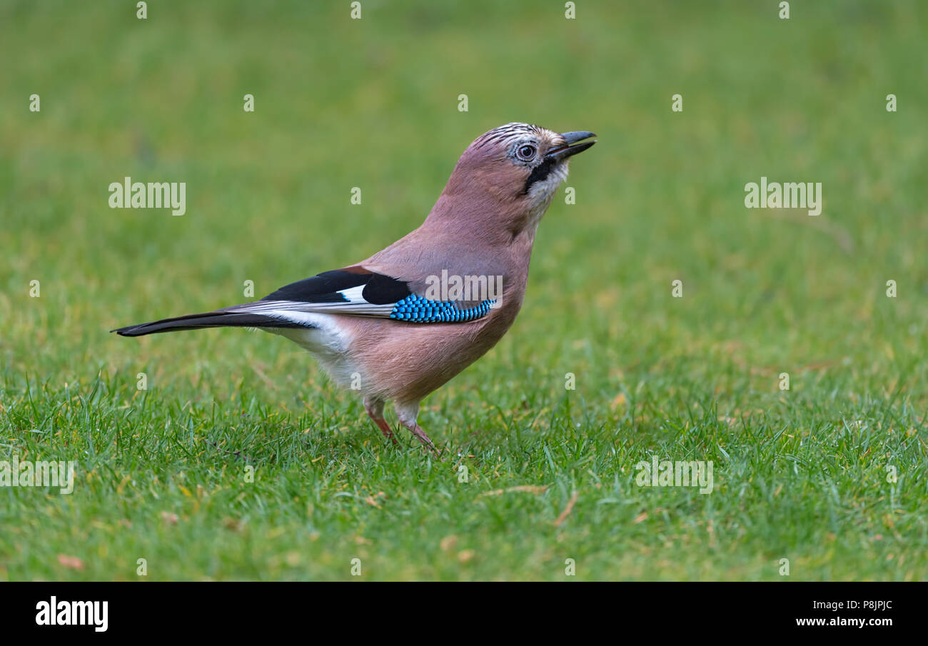 Jay garrulus glandarius garden bird crow family grass single flora hi ...