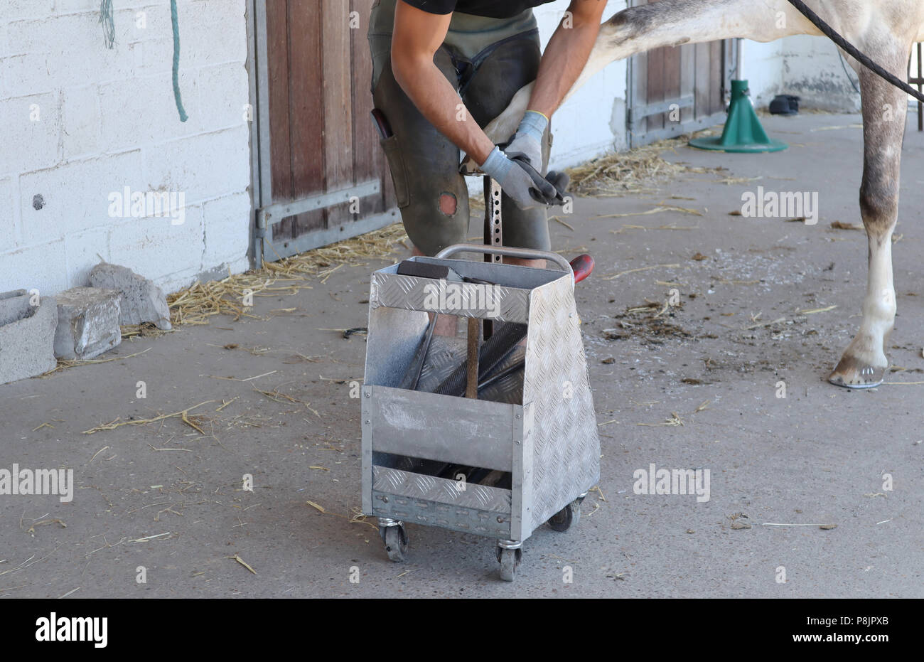 a ferrier changes a horse's iron and plants nails in the hoof Stock ...