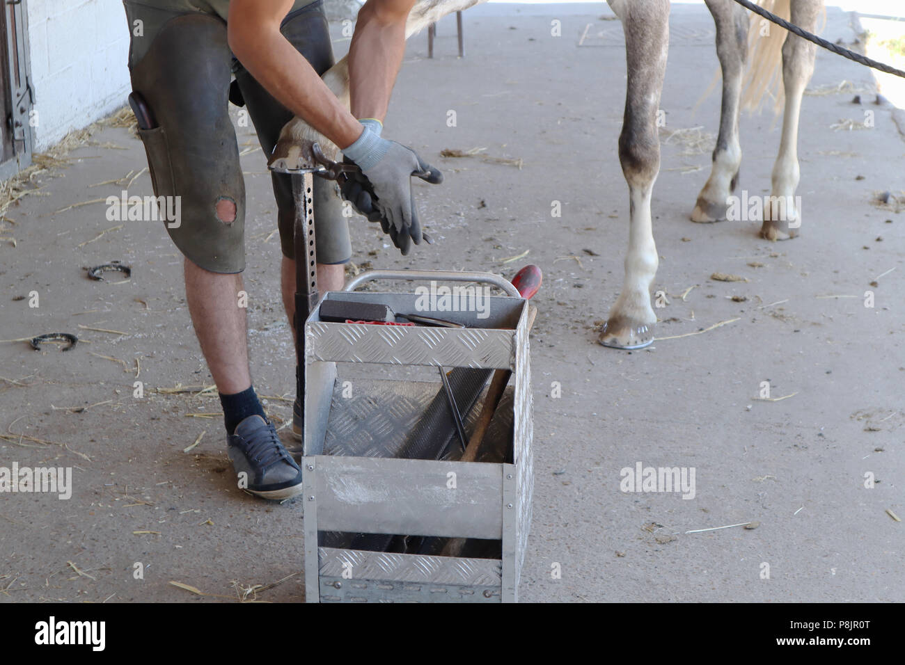 a ferrier changes a horse's iron and plants nails in the hoof Stock ...