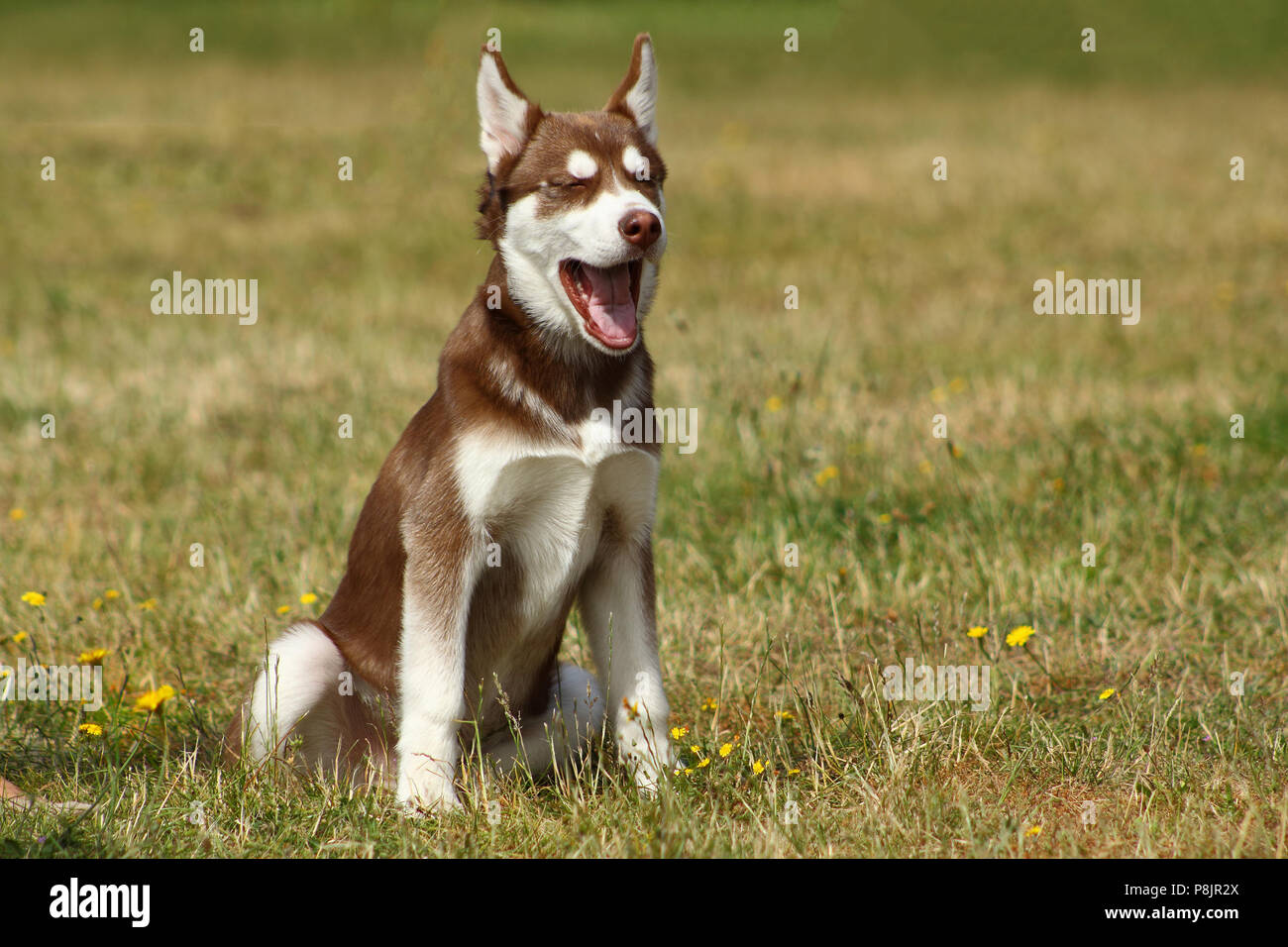 Laughing Husky