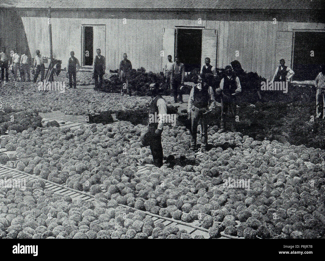 Harvesting sponges hi-res stock photography and images - Alamy