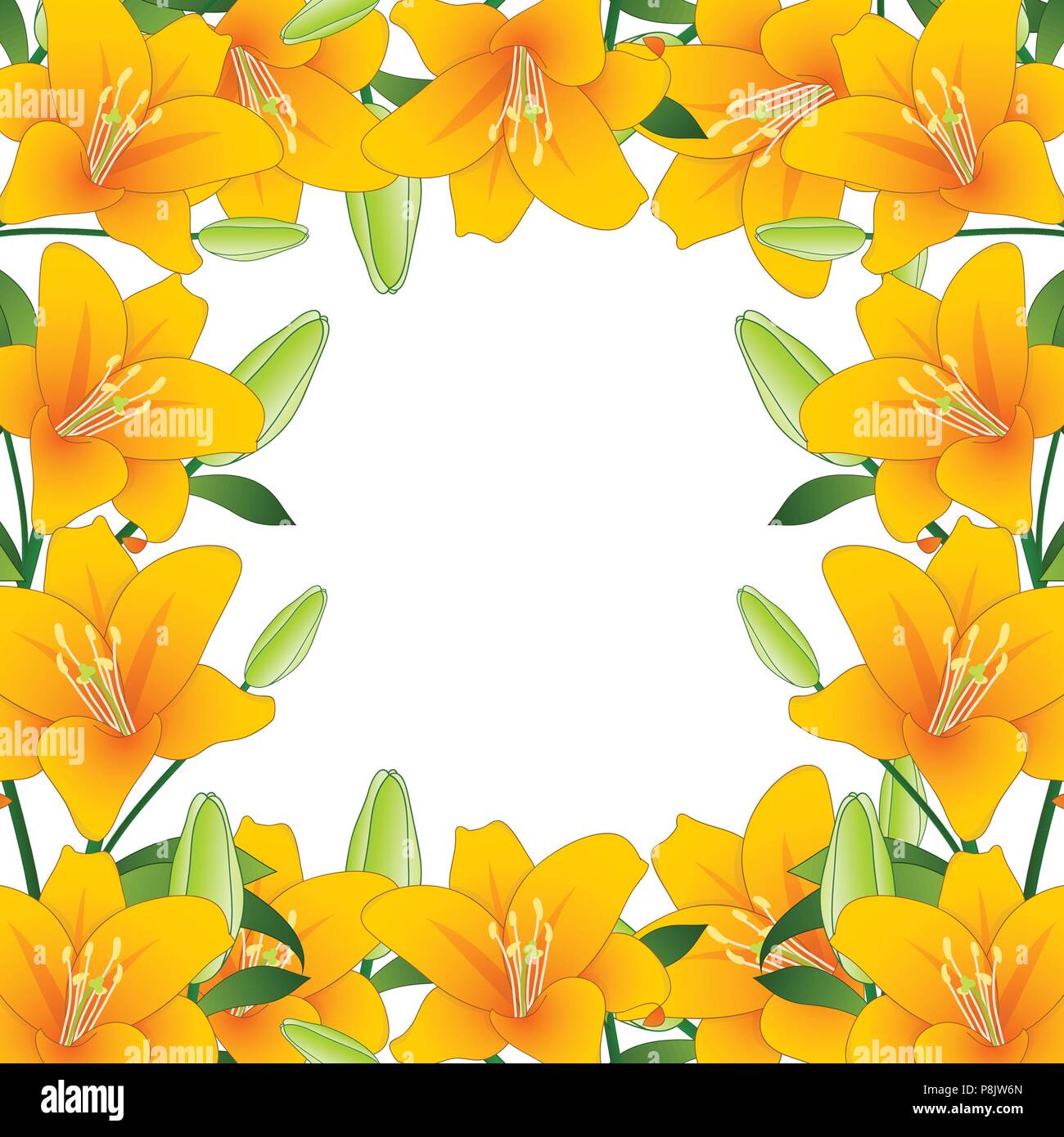 Orange Lilium candidum, the Madonna lily Border on White Background ...