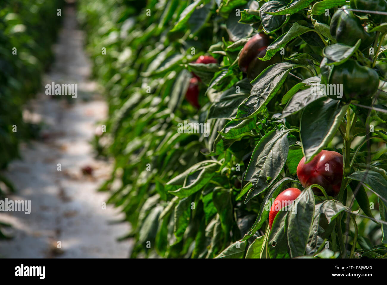 Greenhouse cultivation organic peppers hi-res stock photography and ...