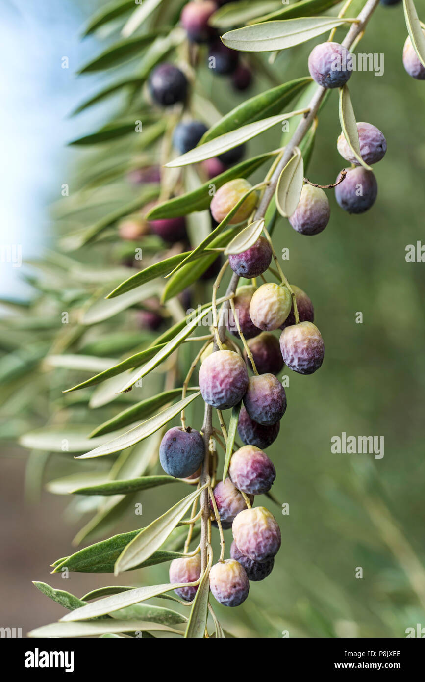 Wood oil tree hi-res stock photography and images - Alamy