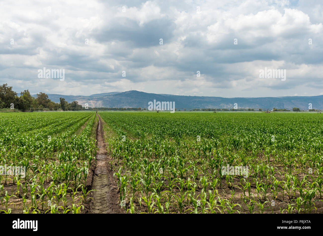 Lateral move irrigation system Stock Photo - Alamy