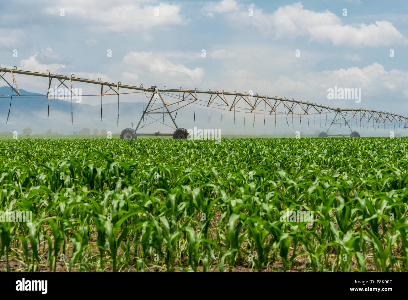 Lateral move irrigation system Stock Photo - Alamy