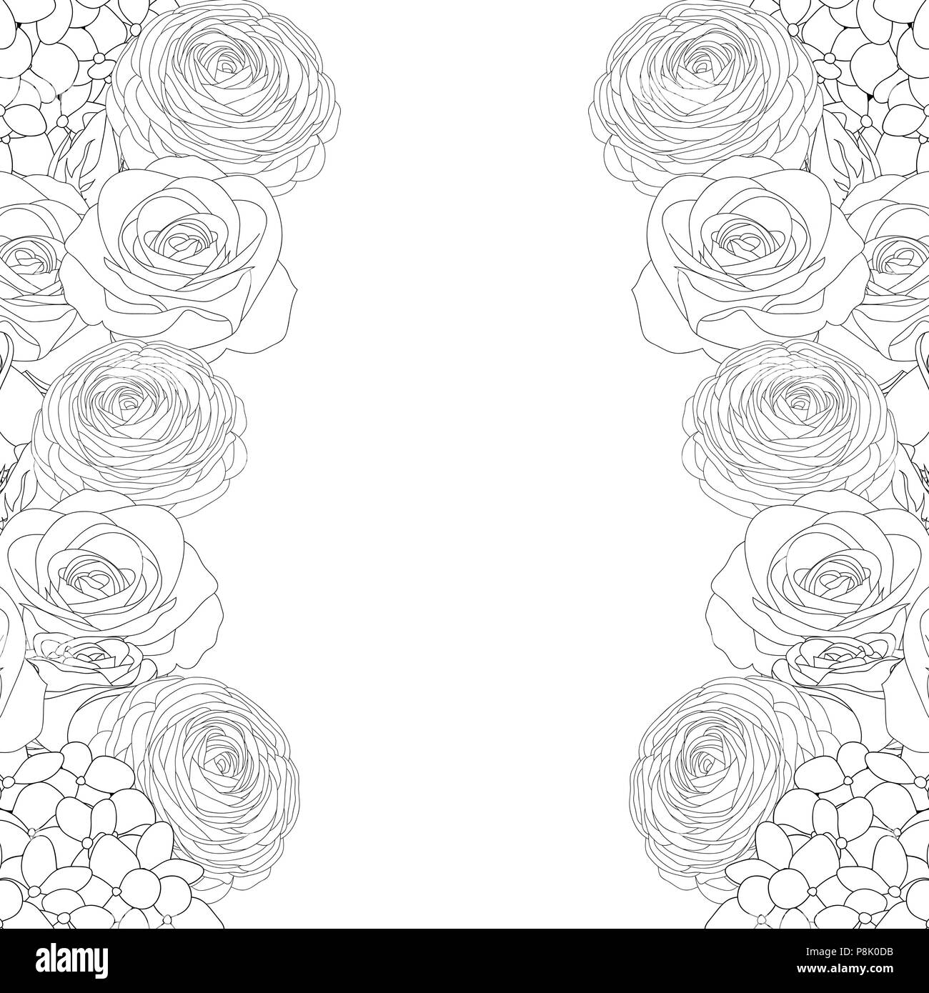 Rose, Hydrangea and Ranunculus Outline Border. isolated on White ...