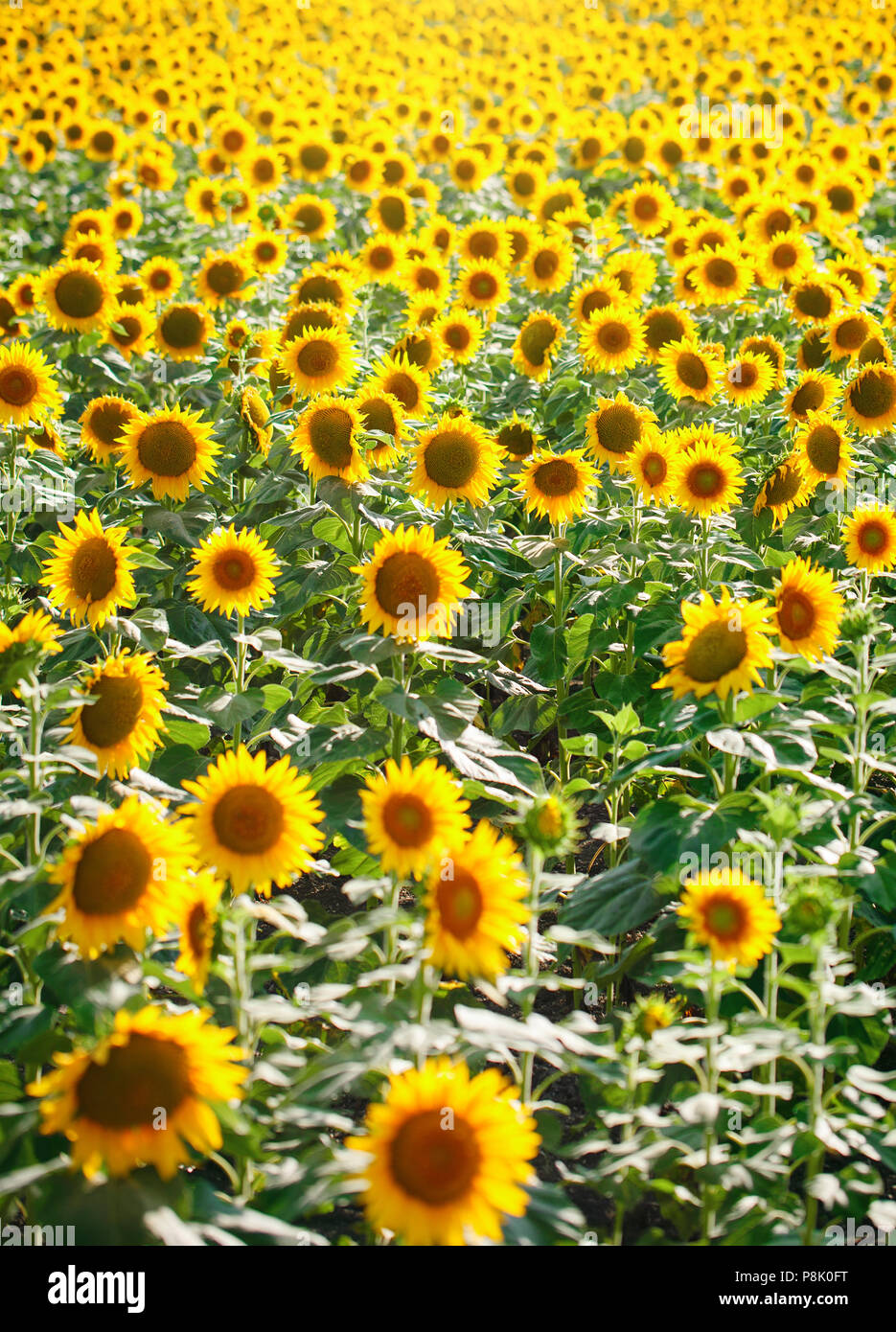 Beautiful field of sunflowers. Rural landscapes under bright sunlight ...