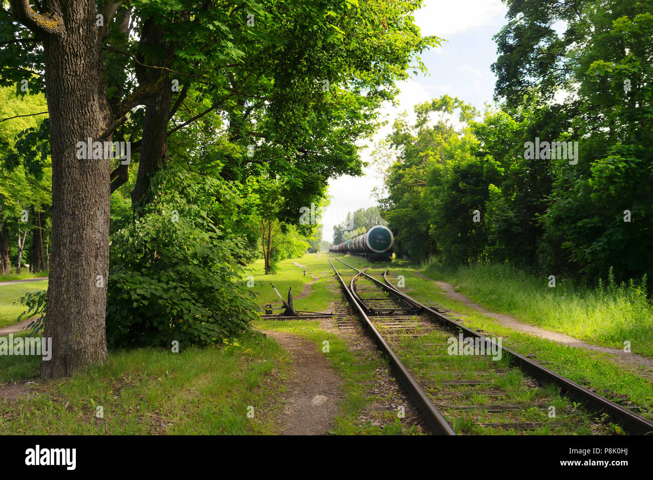 Railway in the forest Stock Photo - Alamy