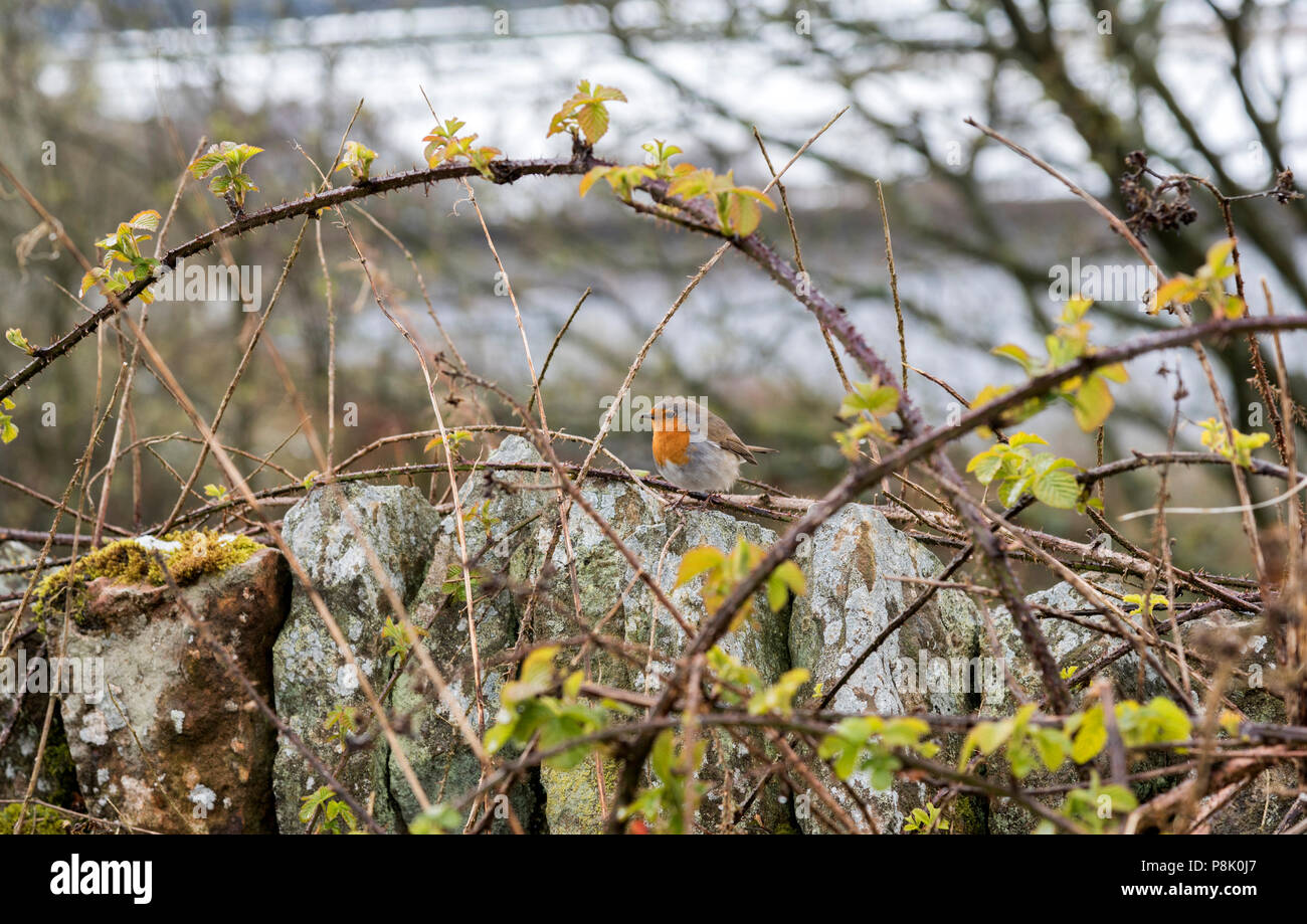 Little red robin hi-res stock photography and images - Alamy
