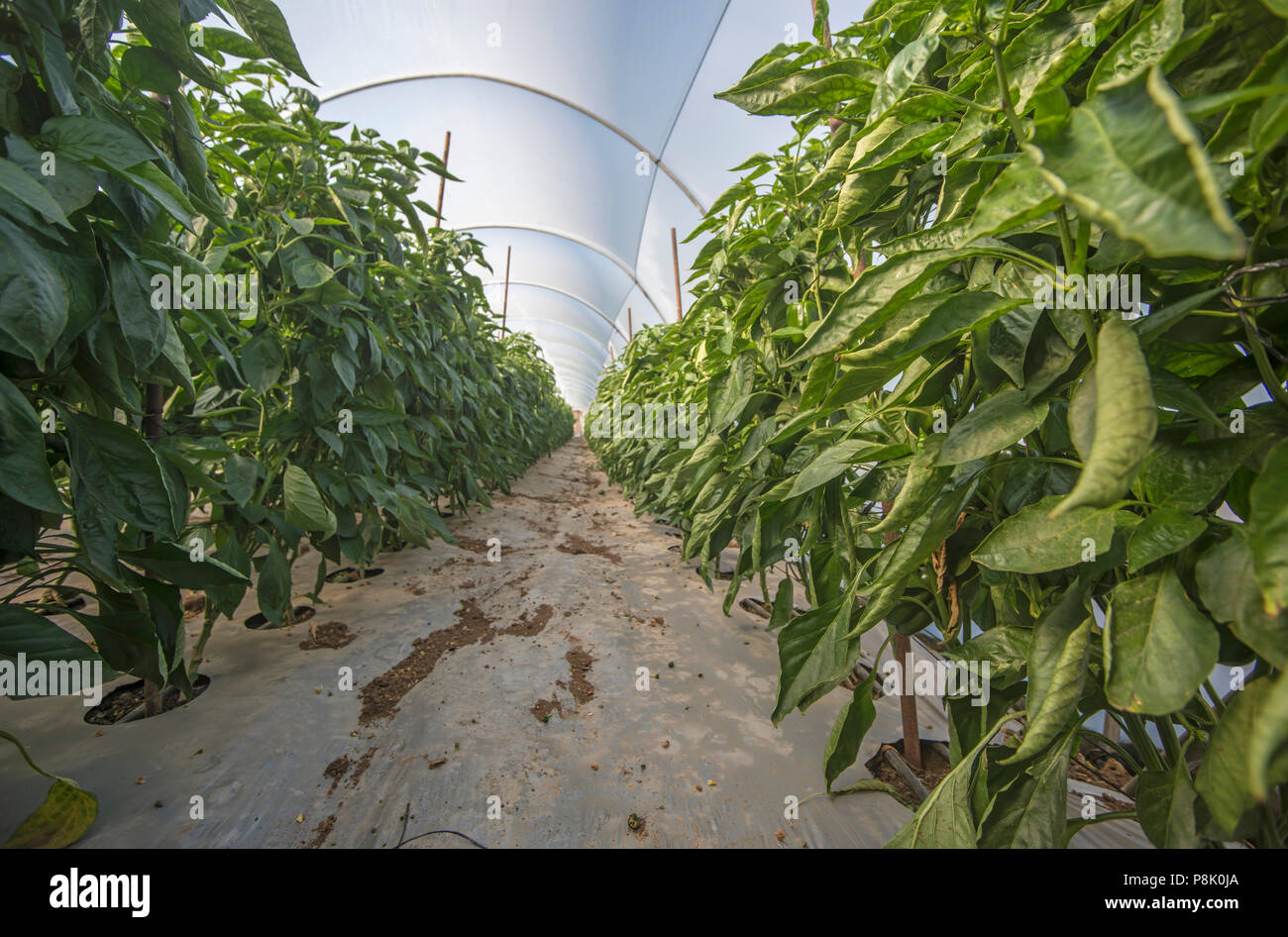 Green bell pepper plantation in greenhouse Stock Photo - Alamy
