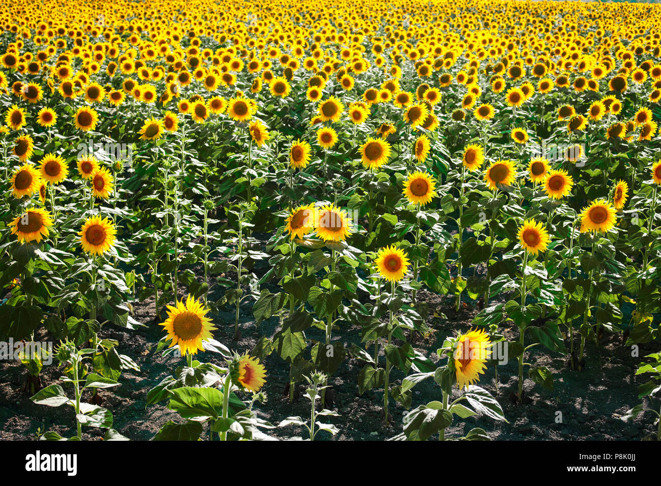 Beautiful field of sunflowers. Rural landscapes under bright sunlight ...