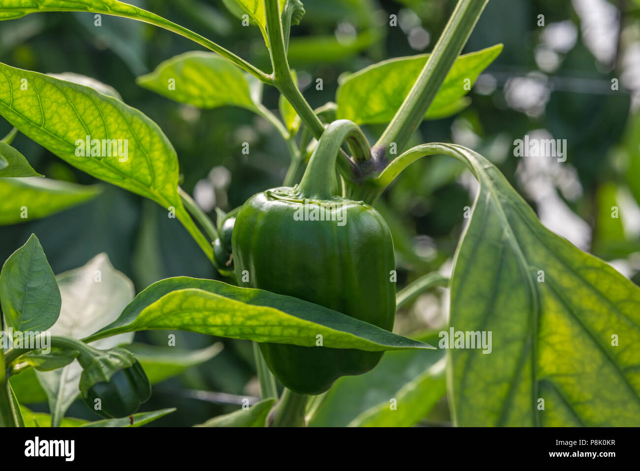 Green bell pepper plantation in greenhouse Stock Photo - Alamy