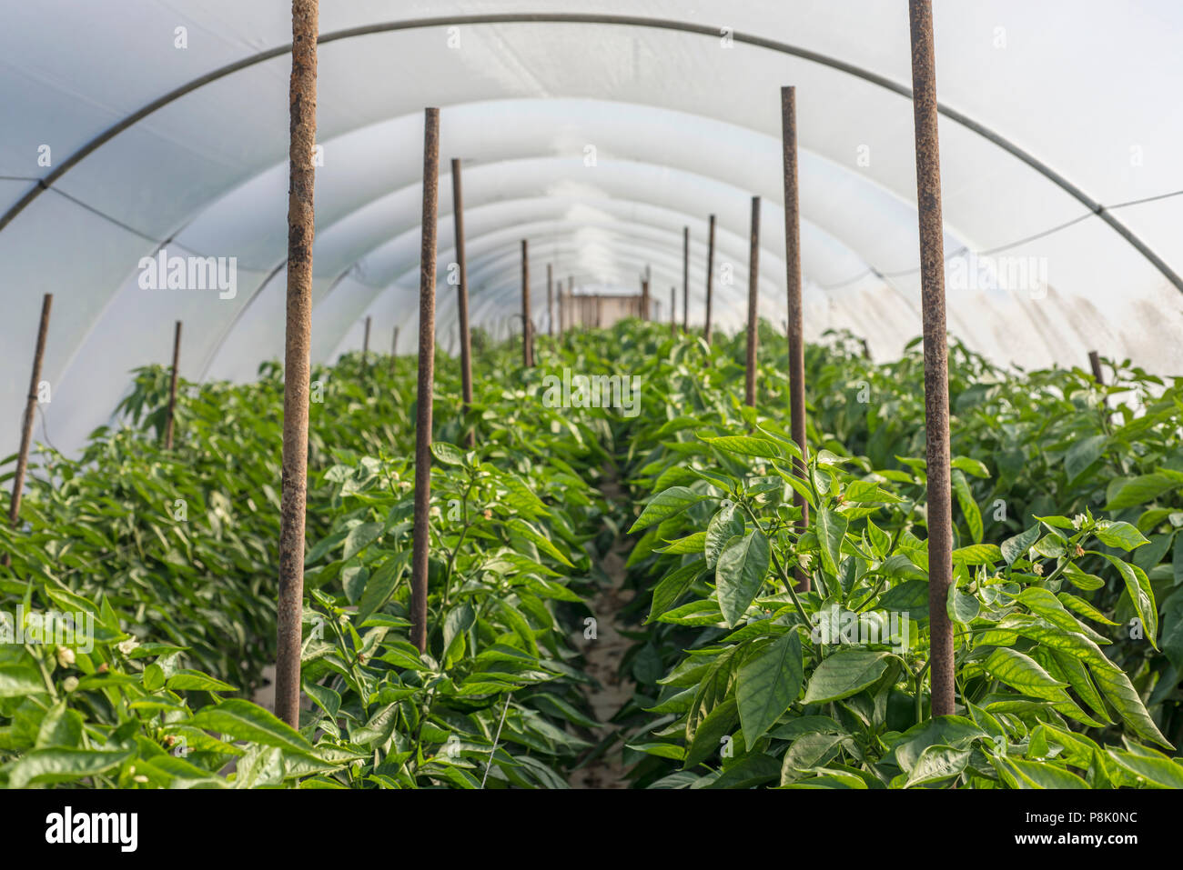 Green bell pepper plantation in greenhouse Stock Photo - Alamy