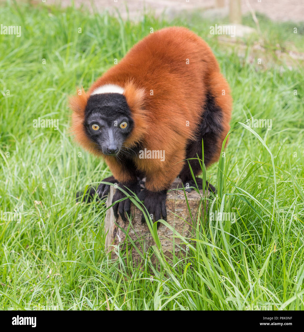Red Ruffed Lemur, Varecia rubra Stock Photo - Alamy