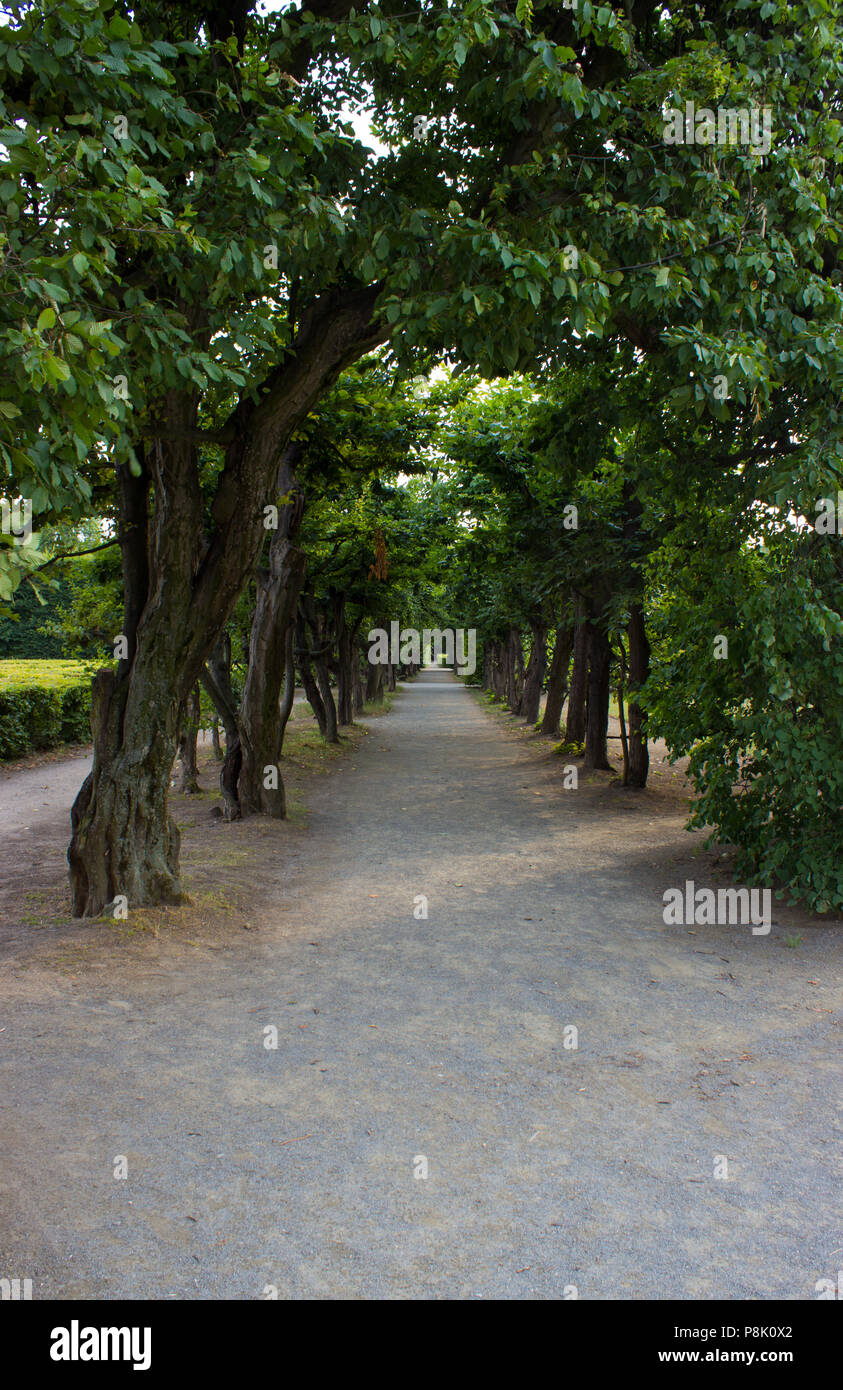 The path lined with a high trees in the park Stock Photo - Alamy