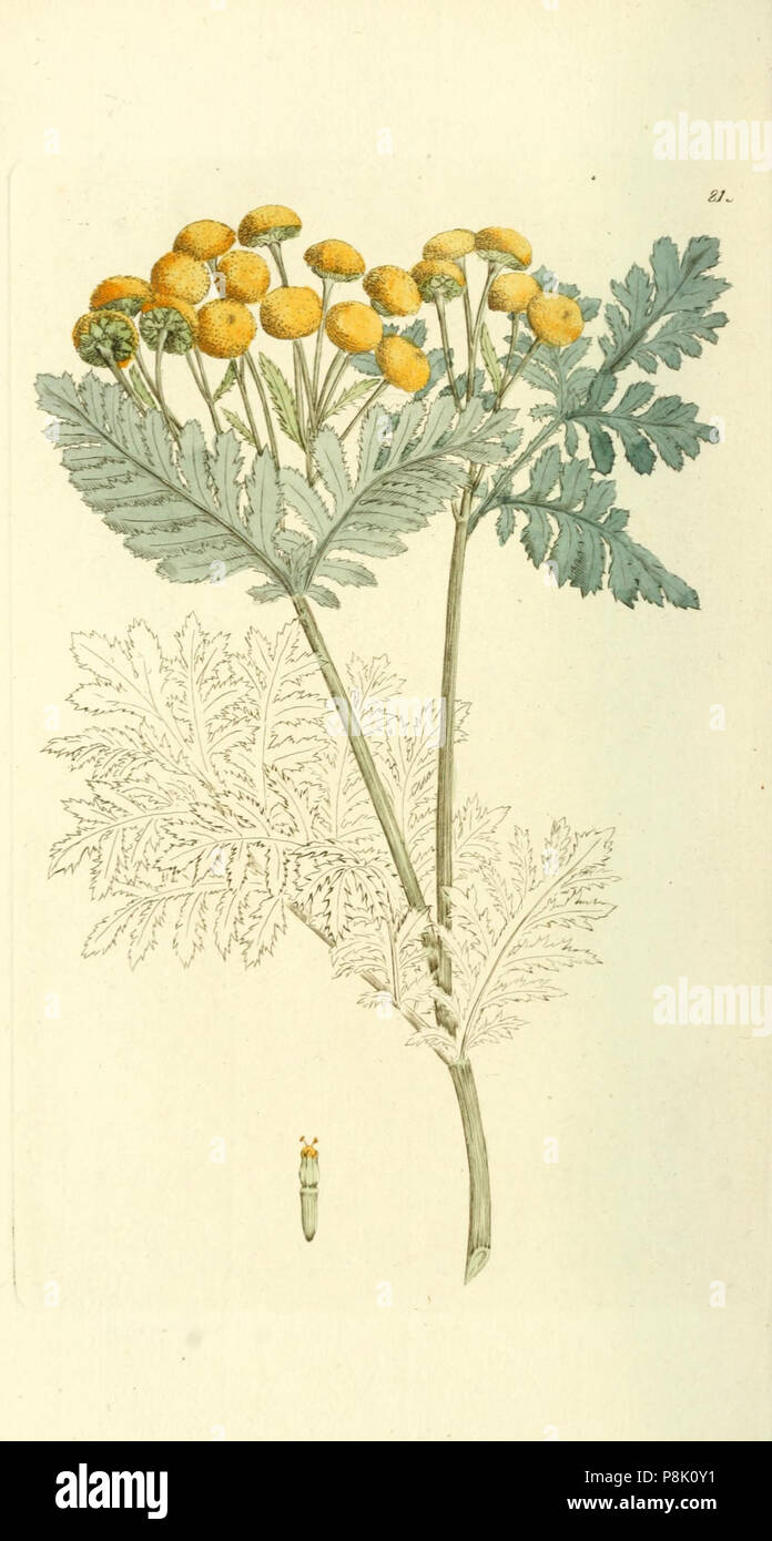 Plants tanacetum hi-res stock photography and images - Alamy