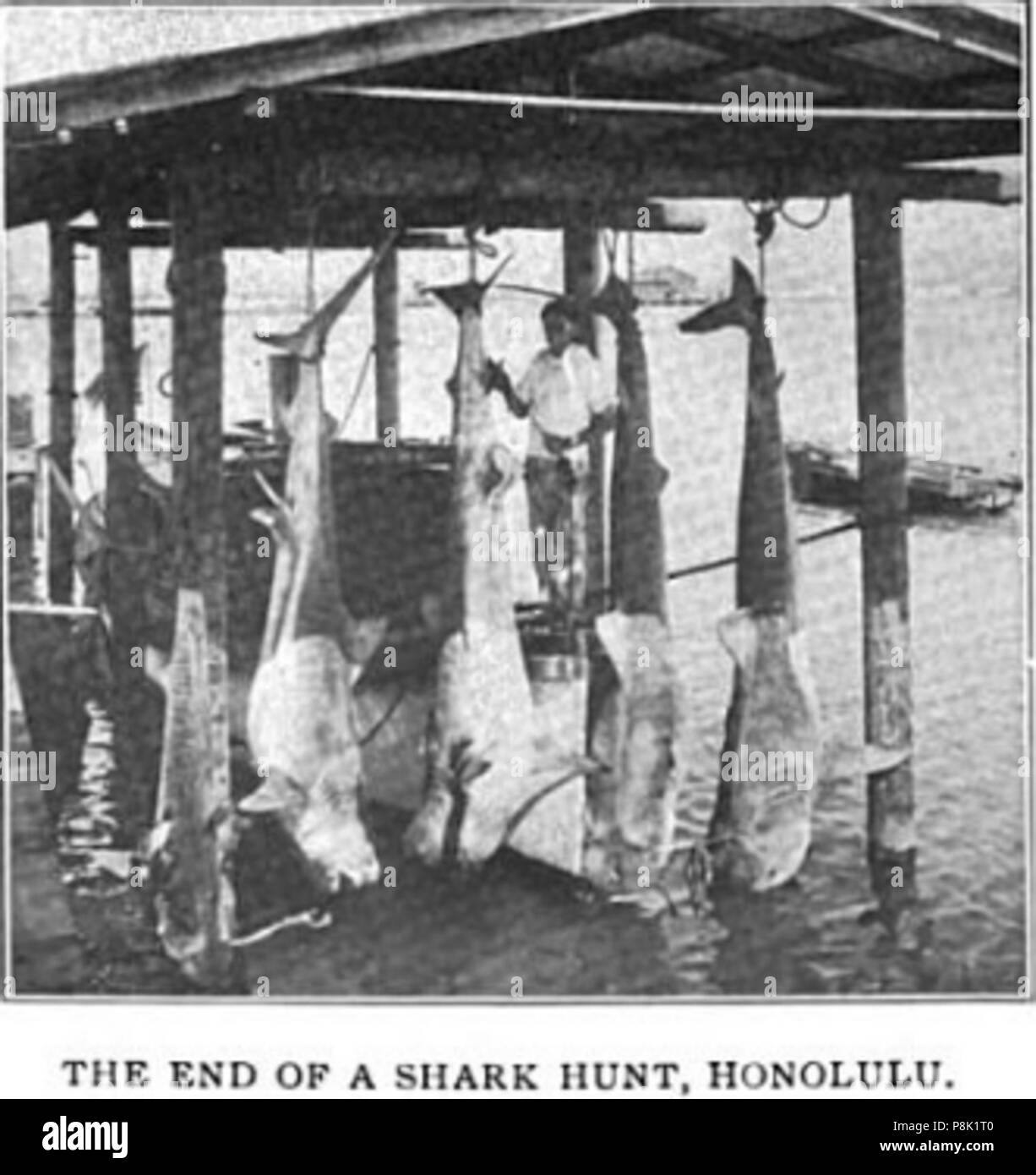 Shark hunting Black and White Stock Photos & Images - Alamy