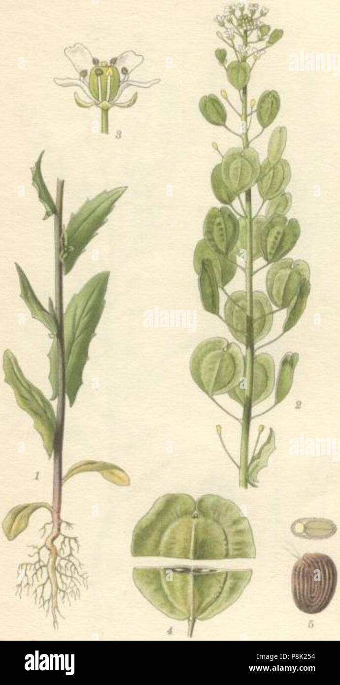 555 Thlaspi arvense penningört Stock Photo - Alamy