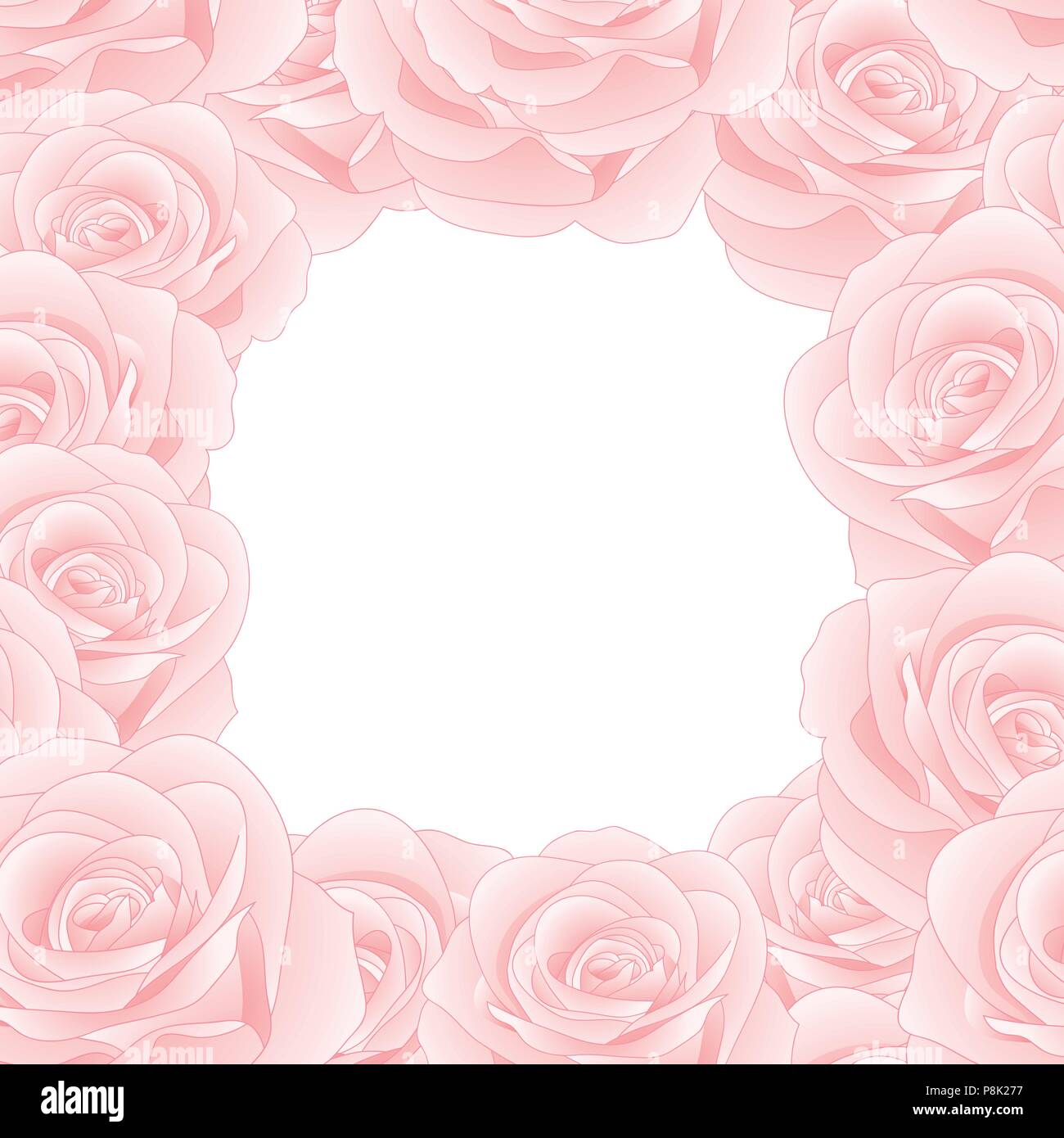Beautiful Pink Rose Border - Rosa isolated on White Background ...