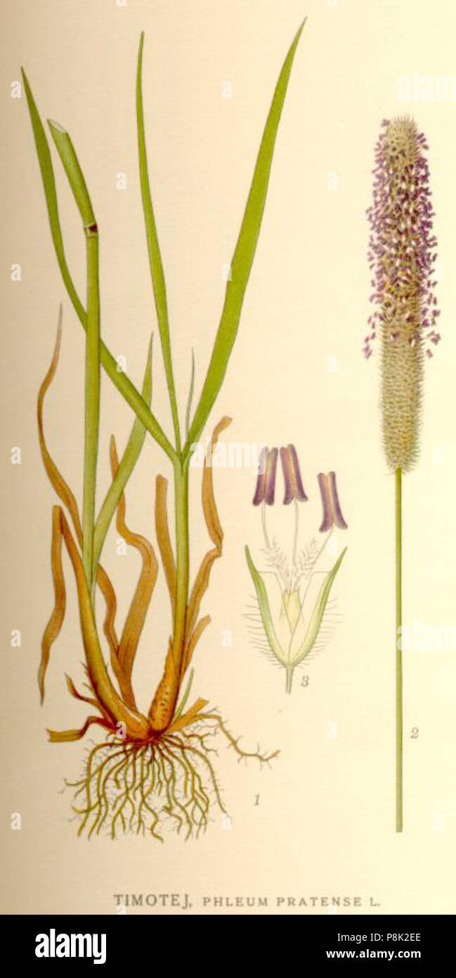 Timotej hi-res stock photography and images - Alamy