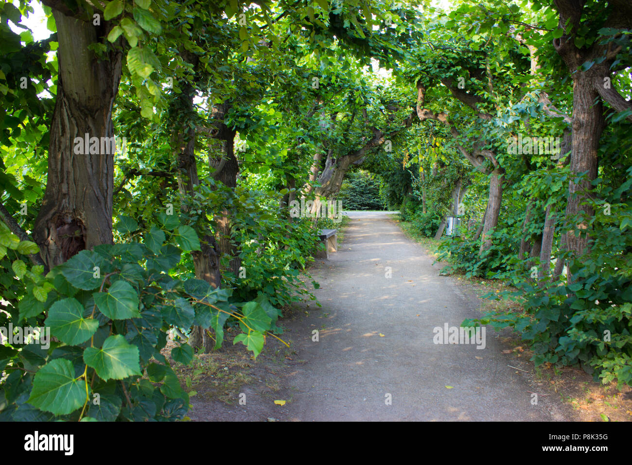 The path lined with a high trees in the park Stock Photo - Alamy