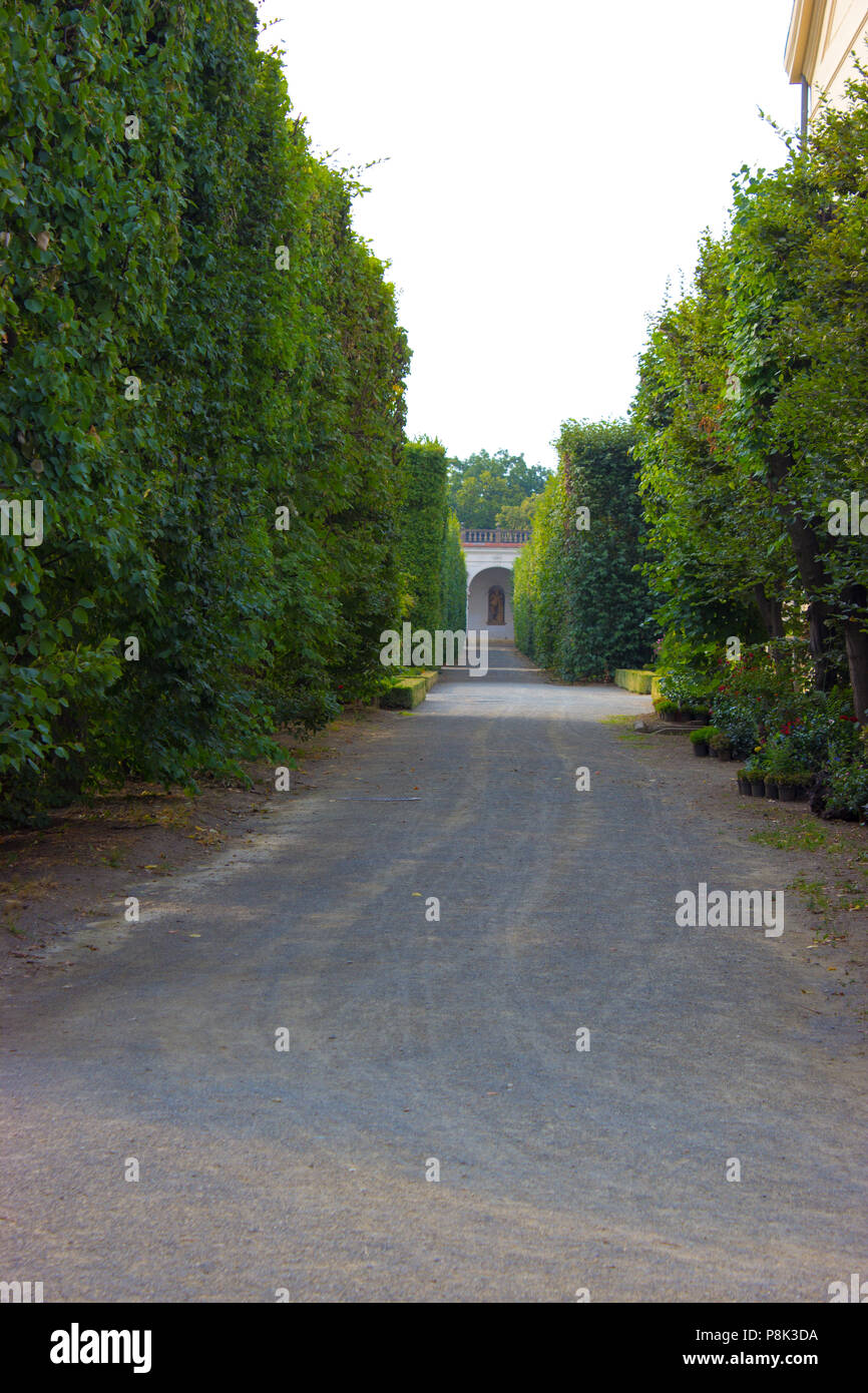 The path lined with a high hedge in the park Stock Photo - Alamy